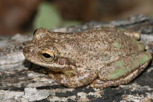 Squirrel Treefrog | NC Wildlife